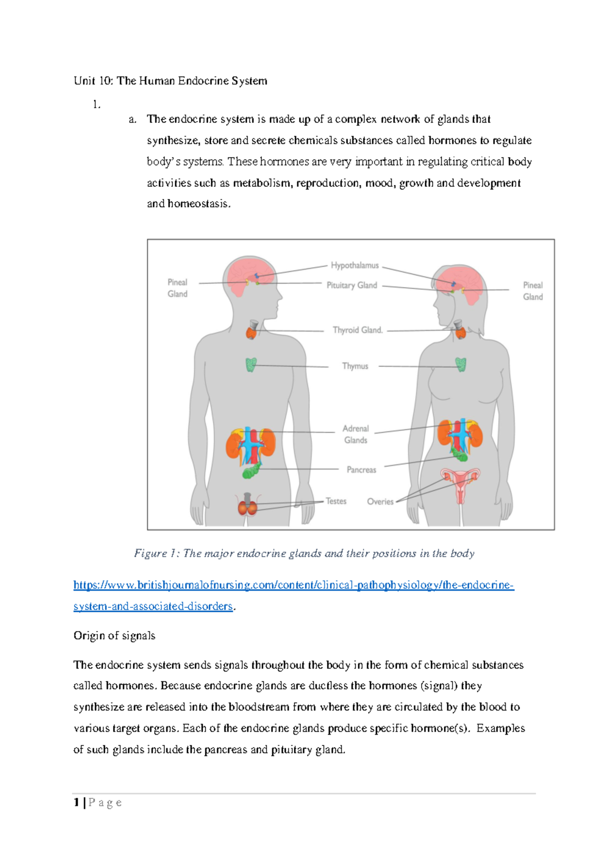 Unit 10: The Human Endocrine System Overview and Functions - Studocu