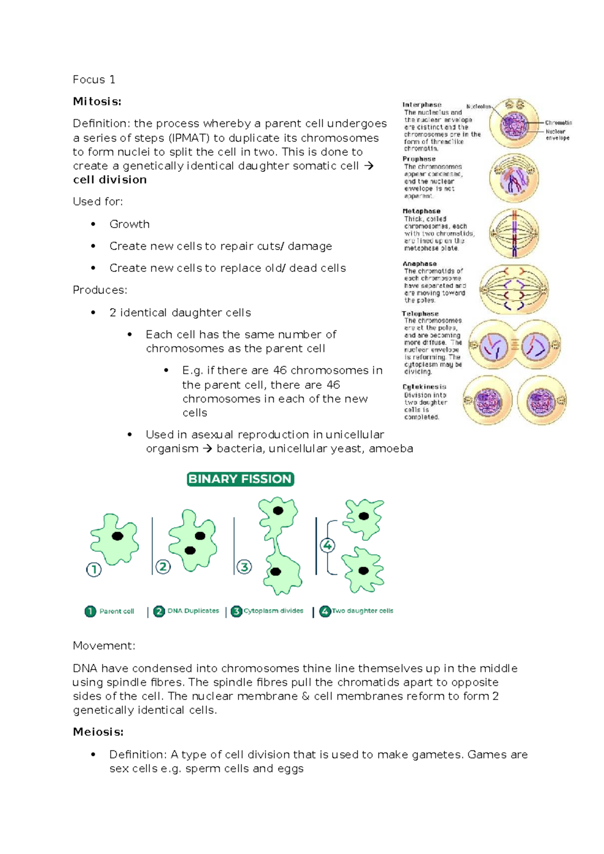Biology Notes: Mitosis, Meiosis, and DNA Structure (BIO101) - Studocu