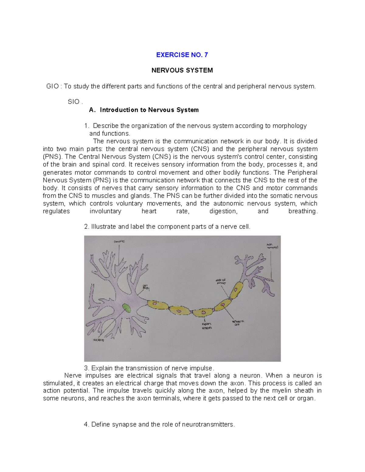 Anaphy Lab Exercise Nervous - EXERCISE NO. 7 NERVOUS SYSTEM GIO : To ...