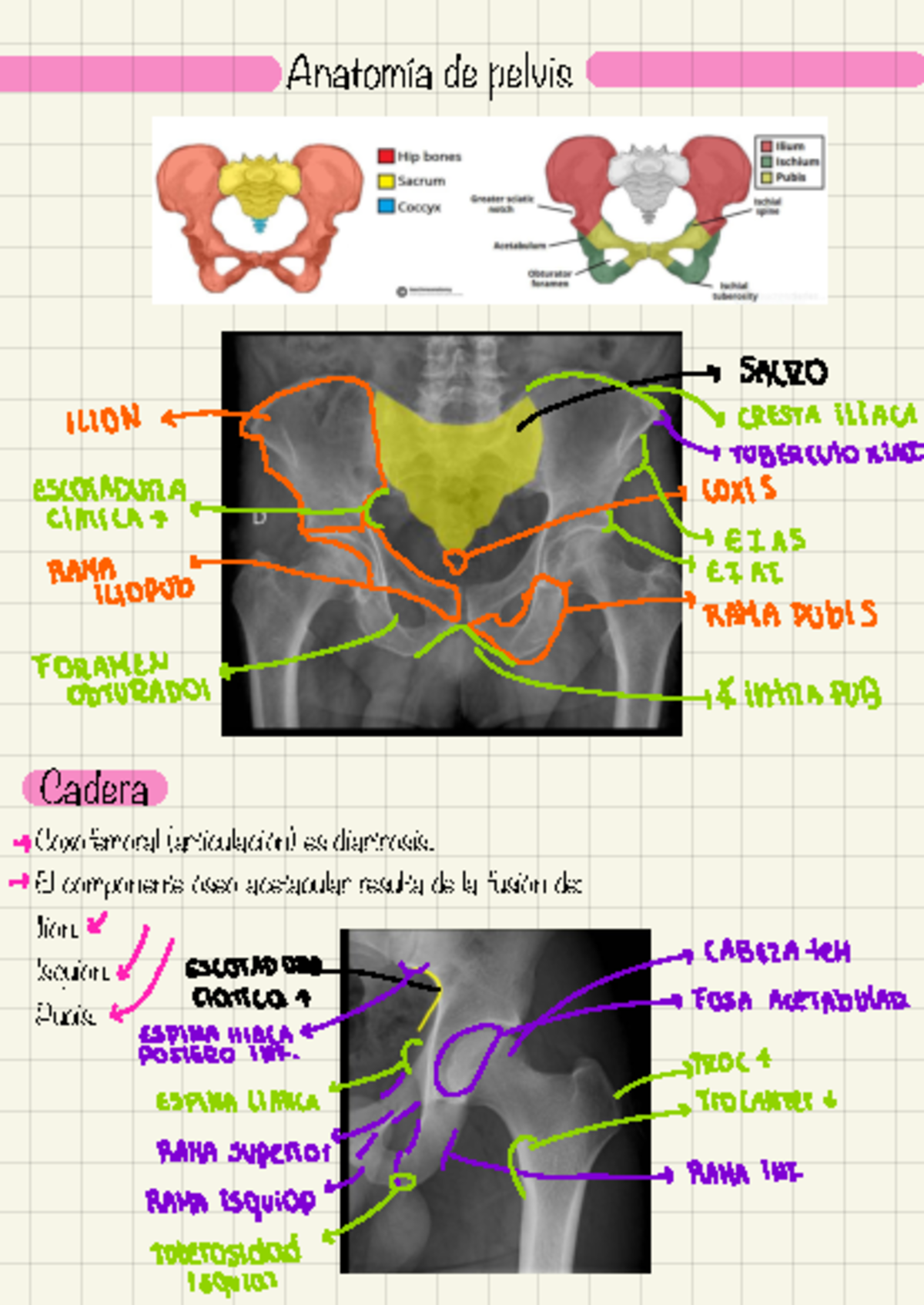 Anatomía de la Pelvis: Detalles sobre Músculos y Huesos - Studocu