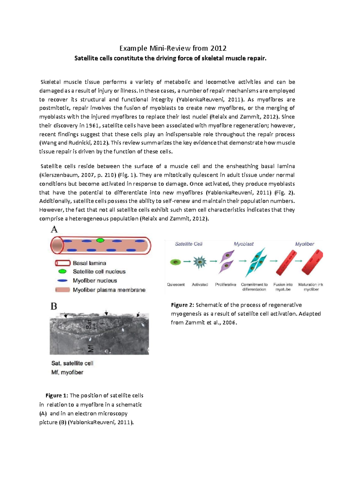Skeletal Muscle Repair: The Role of Satellite Cells - Mini-Review - Studocu