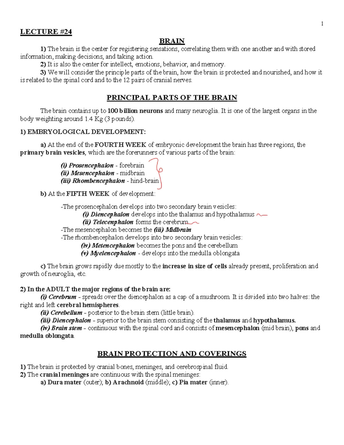 24f25 - Lecture on Brain Structure and Function - Studocu