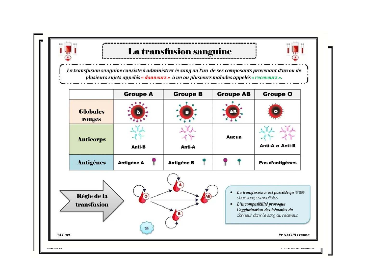 SVT 3AC - Résumé sur la Transfusion Sanguine et Système Musculaire ...
