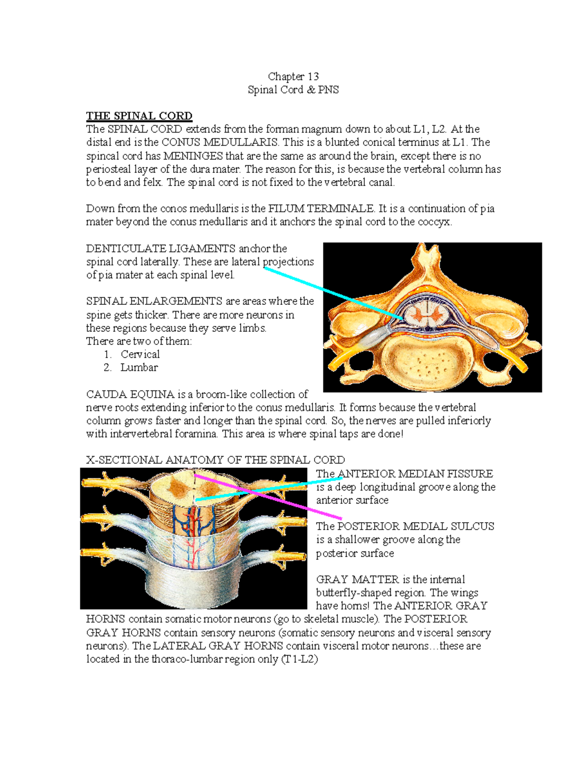 Spinal CORD AND PNS - study handouts - Chapter 13 Spinal Cord & PNS THE ...
