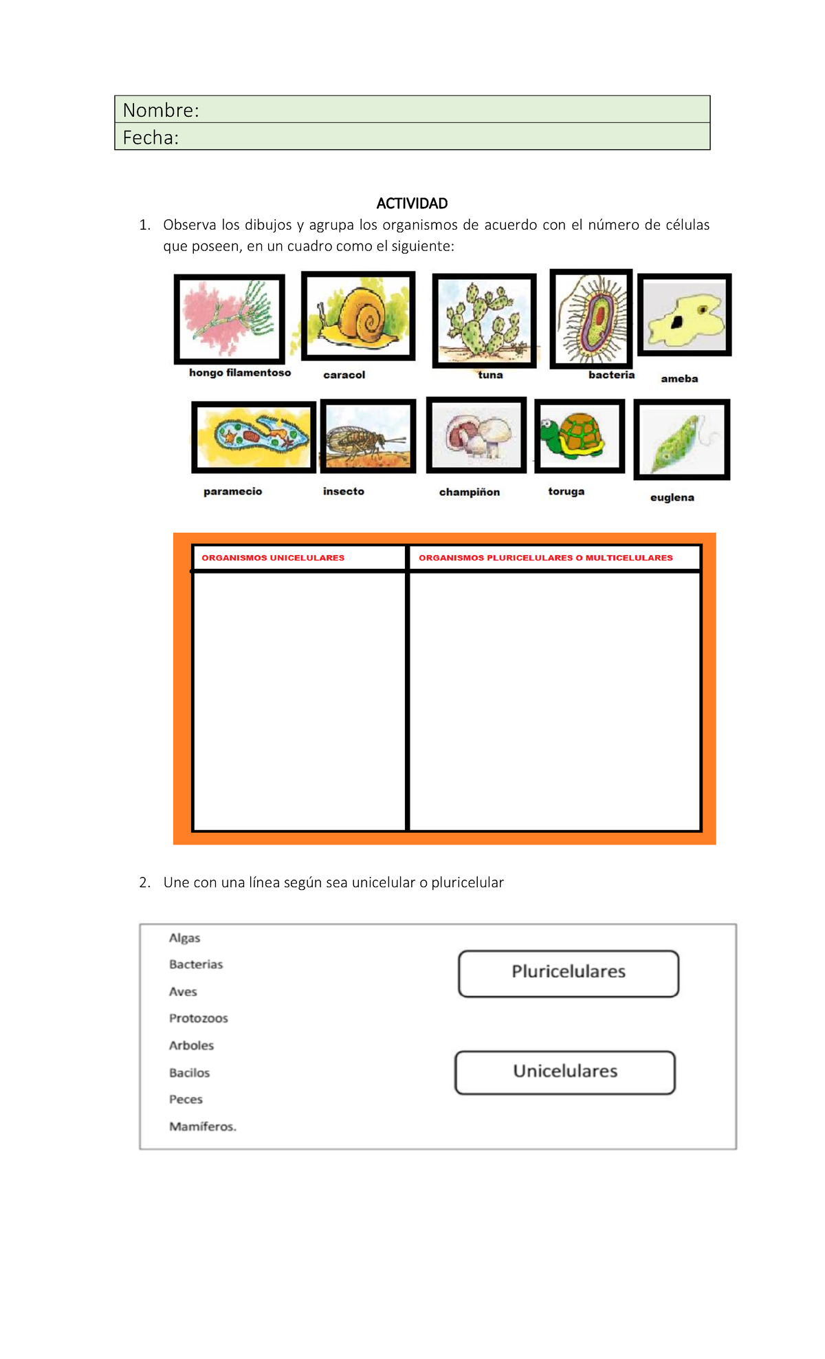 Hoja De Trabajo Sobre La Célula Y Sus Organelos