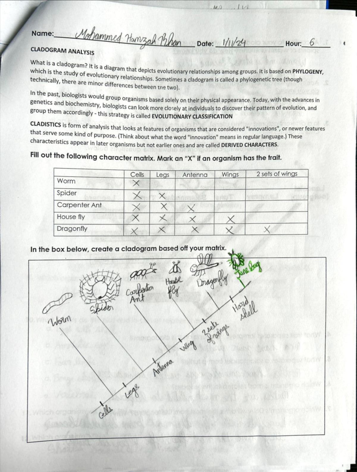 Cladogram Analysis: Understanding Evolutionary Relationships (CLADOGRAM ...