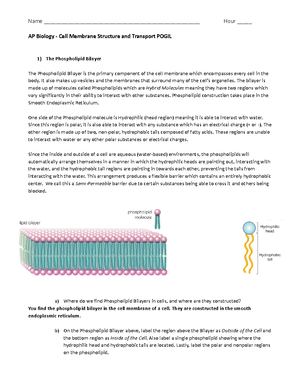 2020 - cell organelles worksheet ch2 - Biology Name: ANSWER KEY Period: Answer Key - 2020 - Cell ...