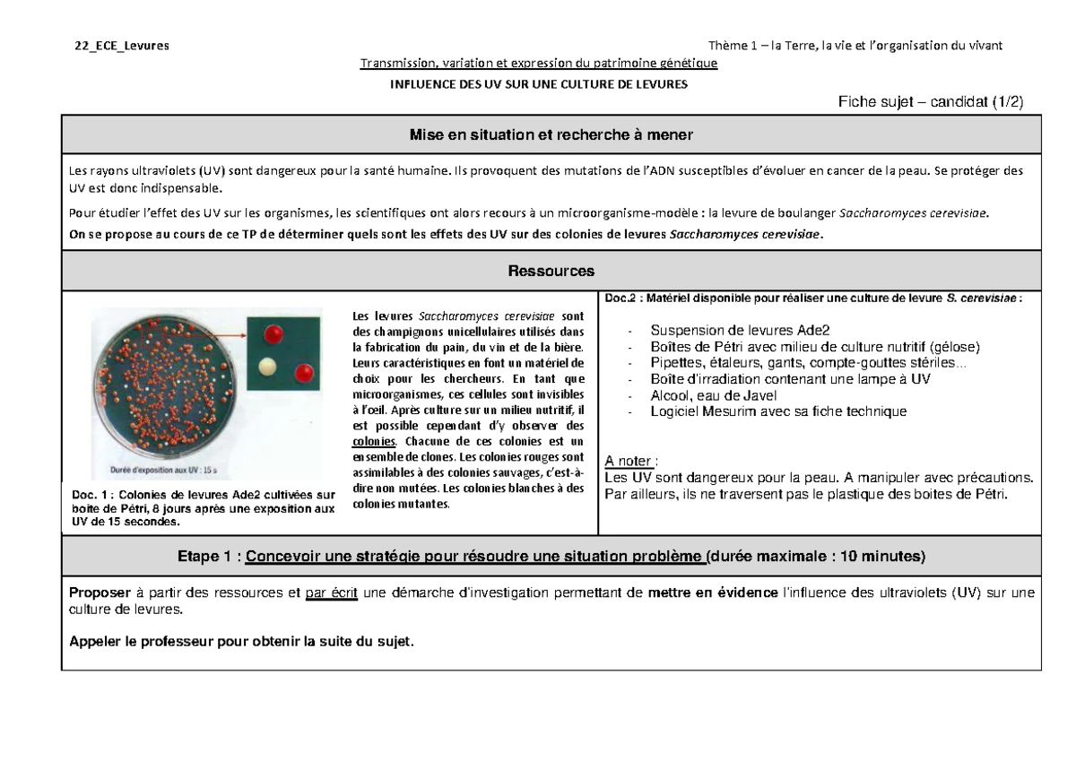 TP : Effets des UV sur les levures Saccharomyces cerevisiae en culture ...