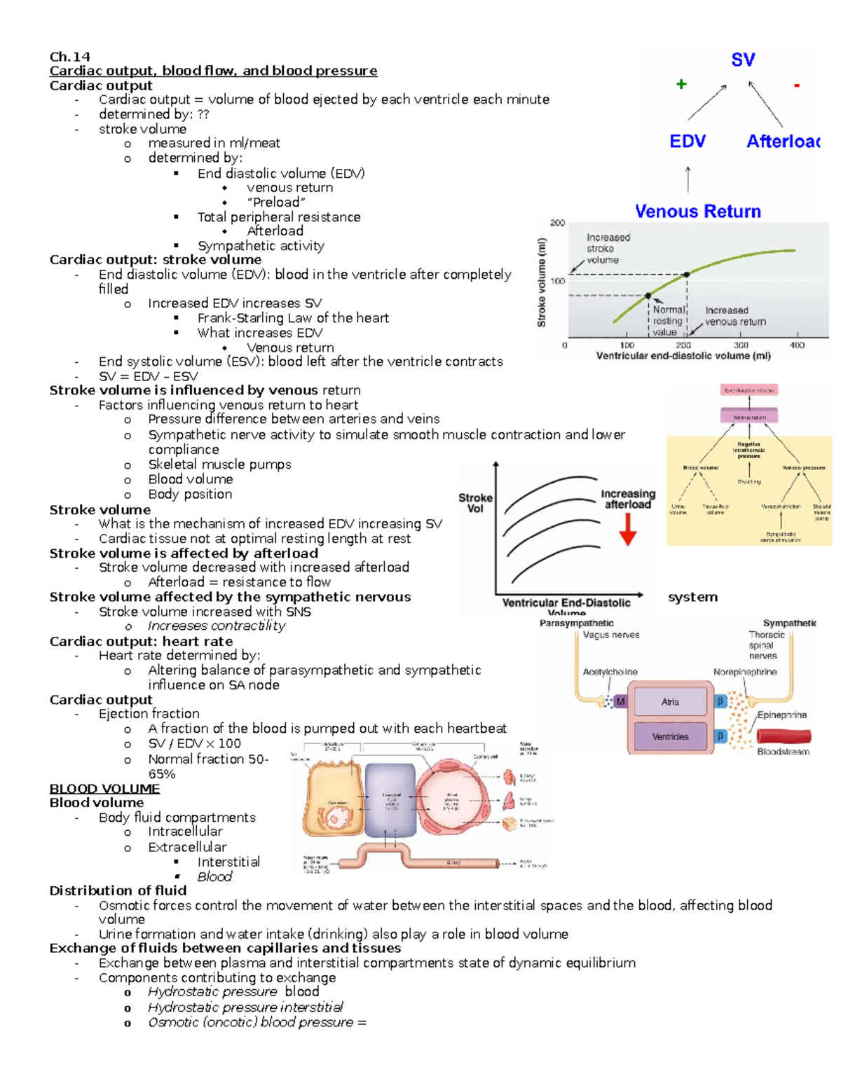 Ch. 14 Notes on Cardiac Output, Blood Flow & Pressure Regulation - Studocu