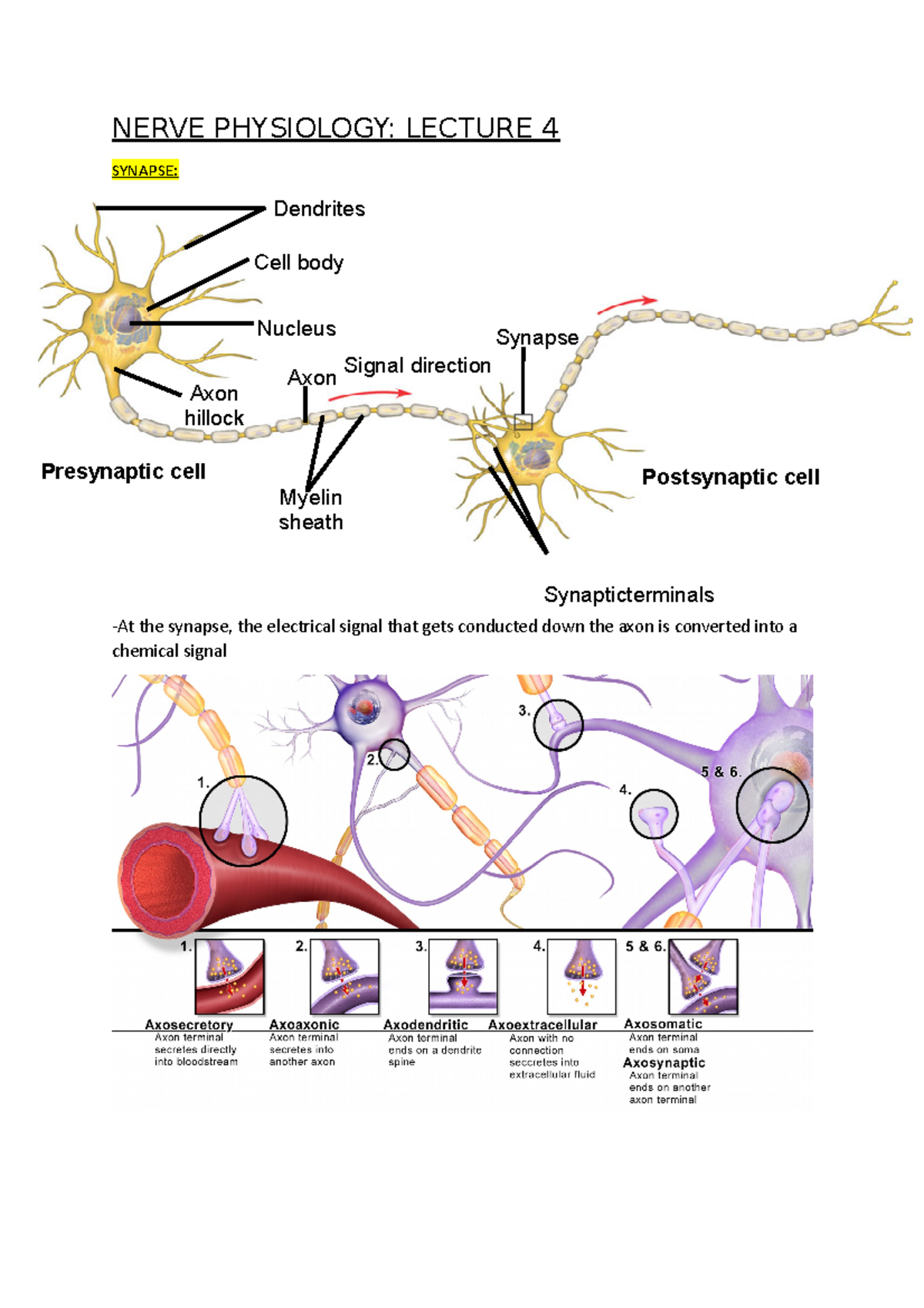 Nerve Physiology: Lecture 4 - Synapses & Neurotransmitters Concepts ...