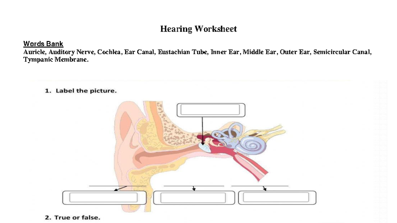 Hearing Worksheet - Hearing Worksheet Words Bank Auricle, Auditory ...