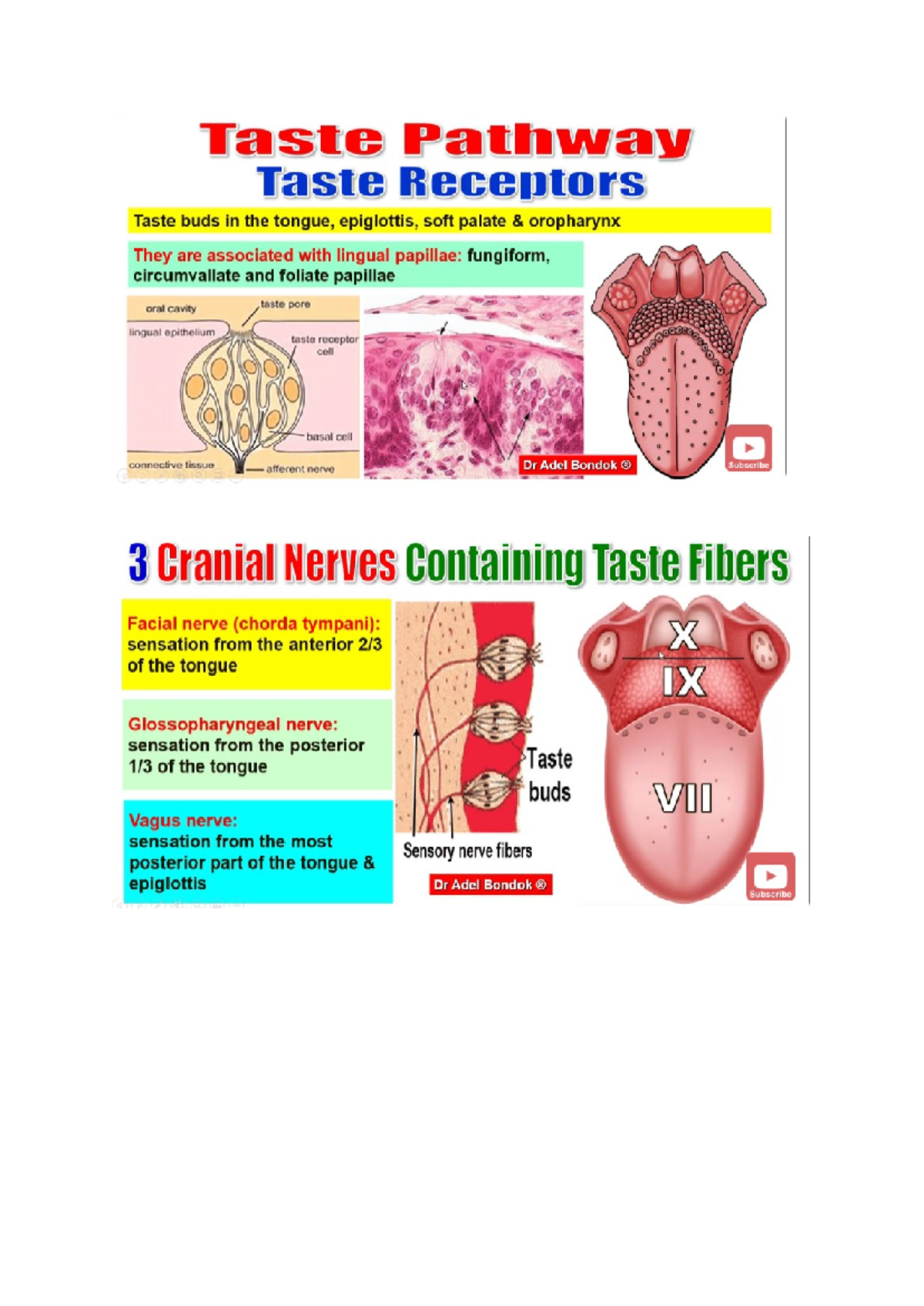 Taste Pathway - good slides - Taste Pathway Taste Receptors Taste buds ...
