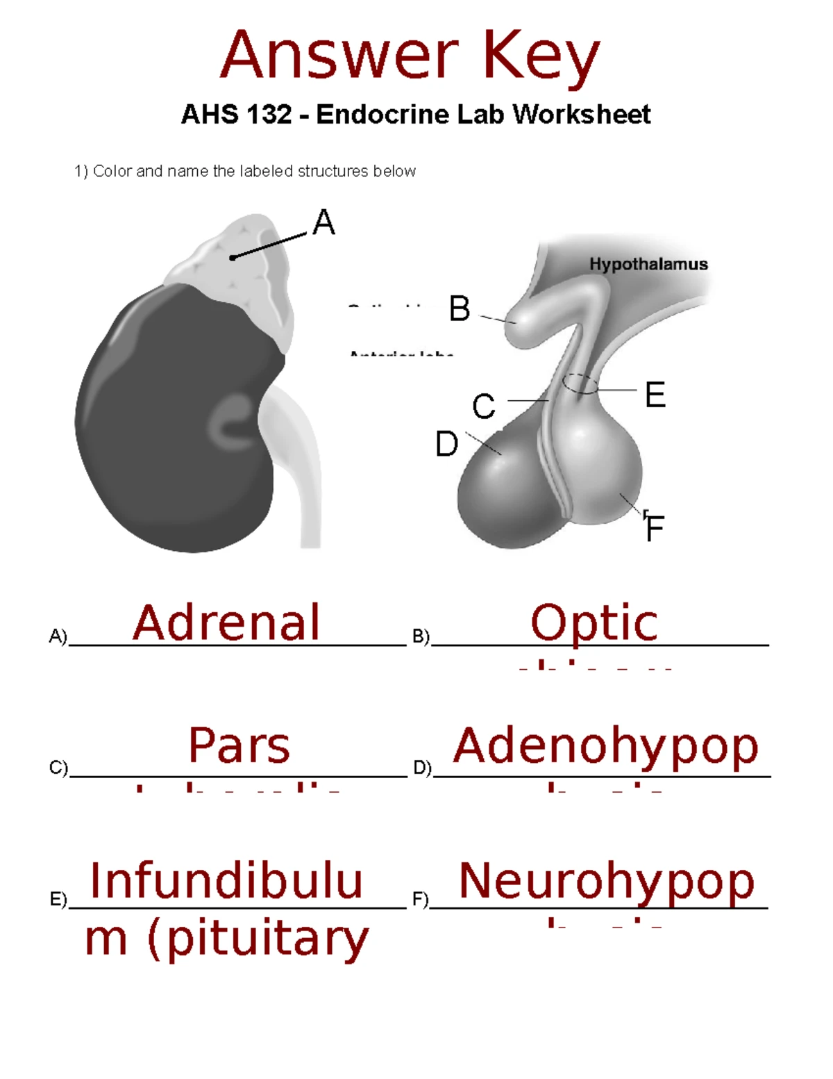 AHS 132 Endocrine Lab Worksheet Answer Key and Structure Identification ...
