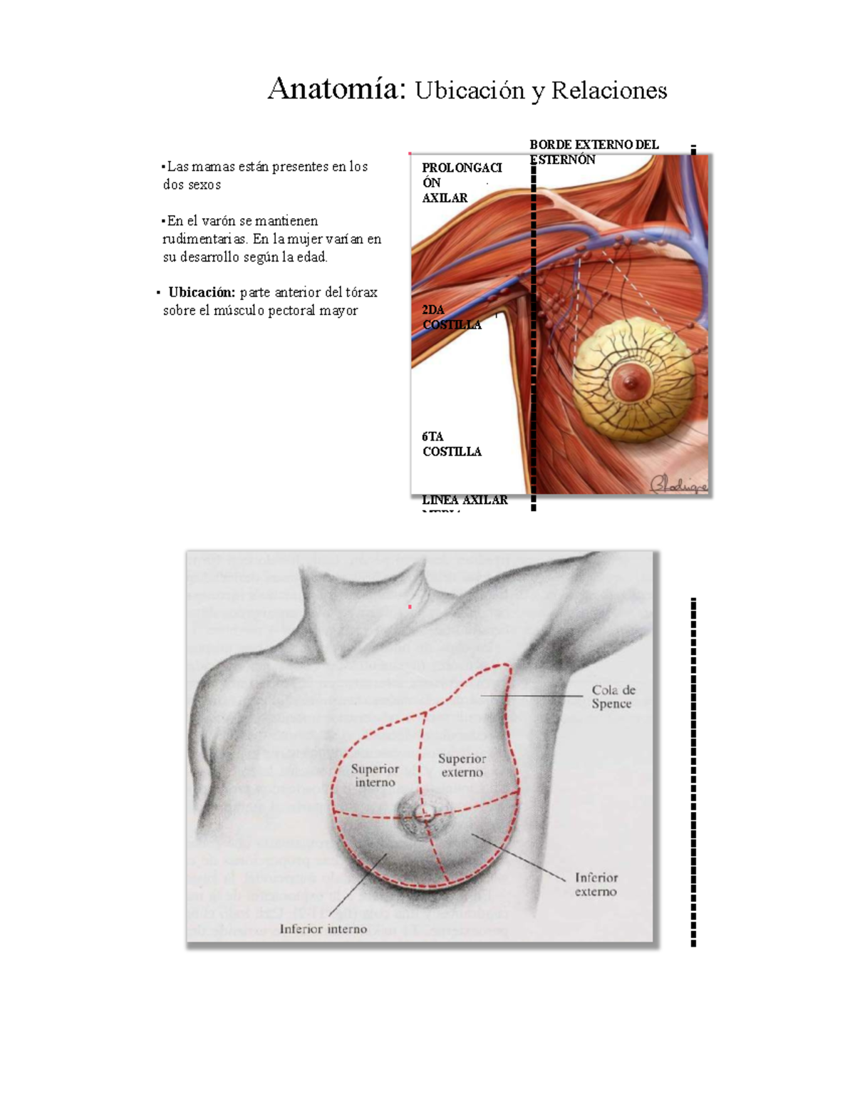 Anatomía de las Mamas: Ubicación, Estructura y Patologías (MAM 2023 ...