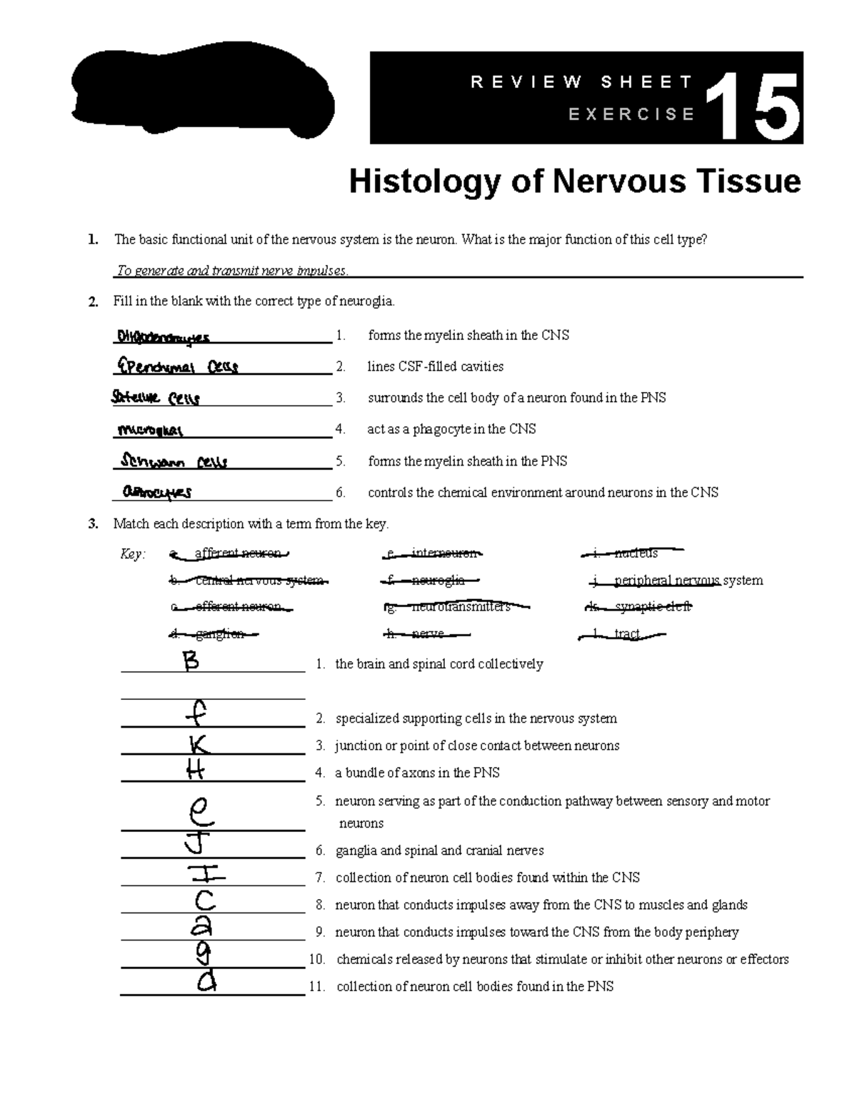 Exercise 15 & 17 Review Sheet: Histology of Nervous Tissue Study - Studocu