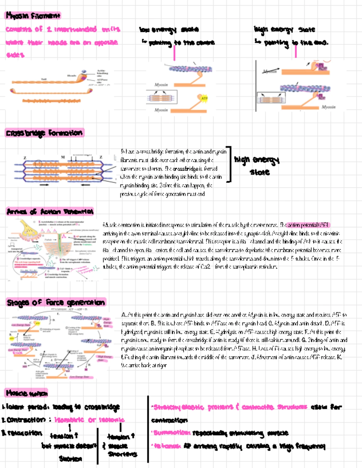 Module 2 Notebook - Muscle Contraction & Crossbridge Formation - Studocu
