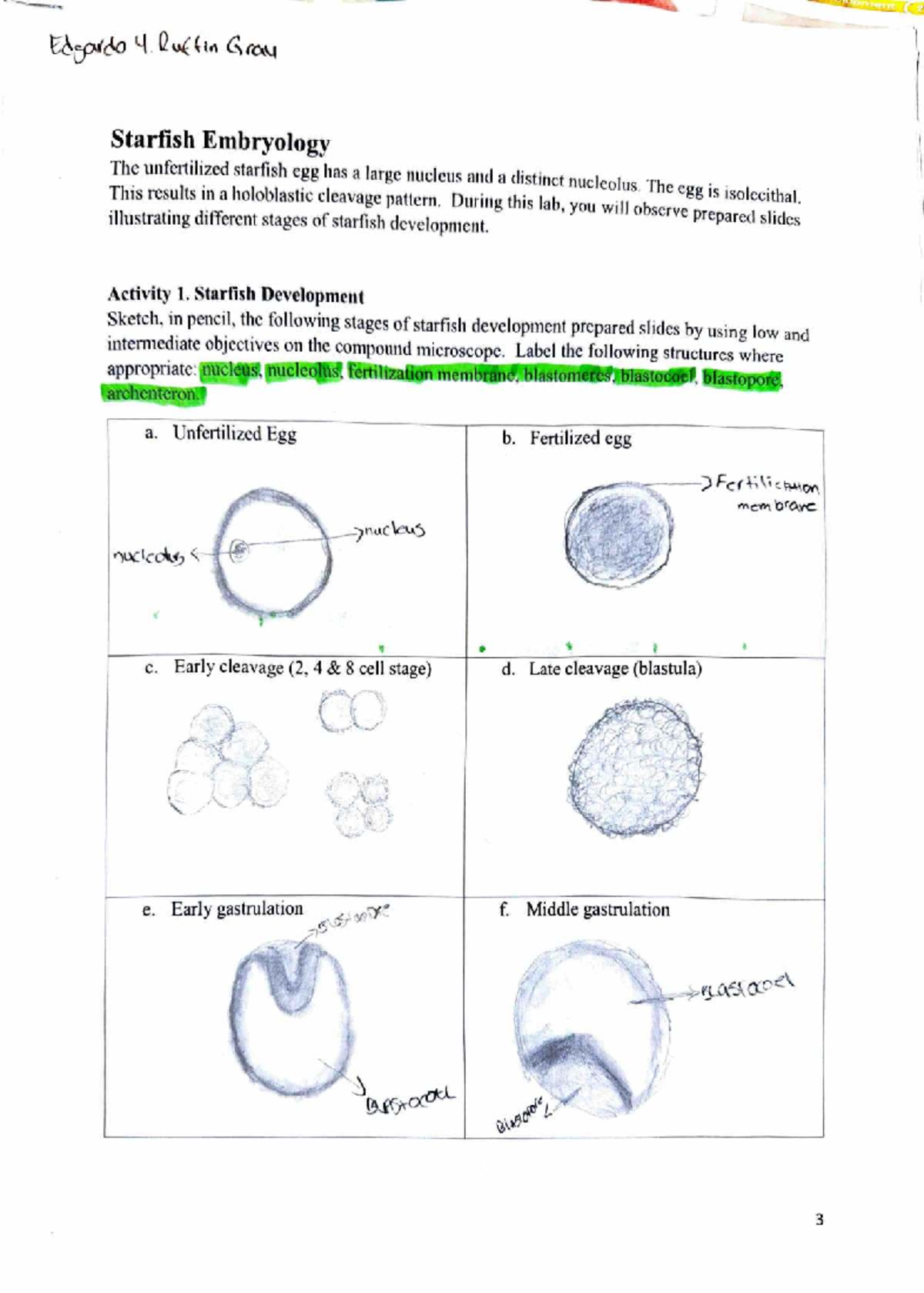 Lab 1: Starfish, Frog, and Chick Embryology Observations and Activities ...