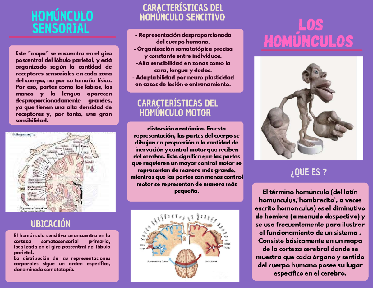 HOMÚNCULOS SENSITIVO Y MOTOR: Estructura y Función en el Cerebro - Studocu