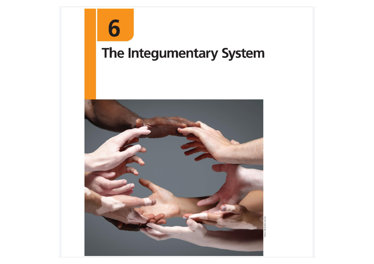 Chapter 6 Integumentary System - 6 The Integumentary System The ...