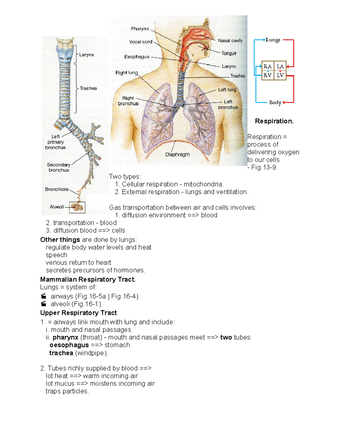 Respiration and Gas Exchange: Circulatory and Respiratory Systems ...