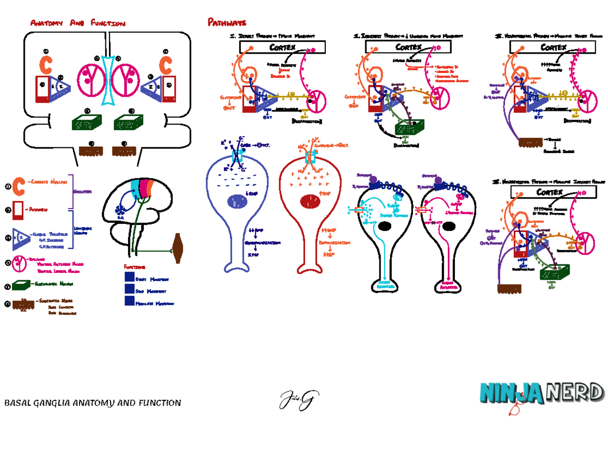 Neurology Physiology] 09 Brain] Basal Ganglia Anatomy and Function ...