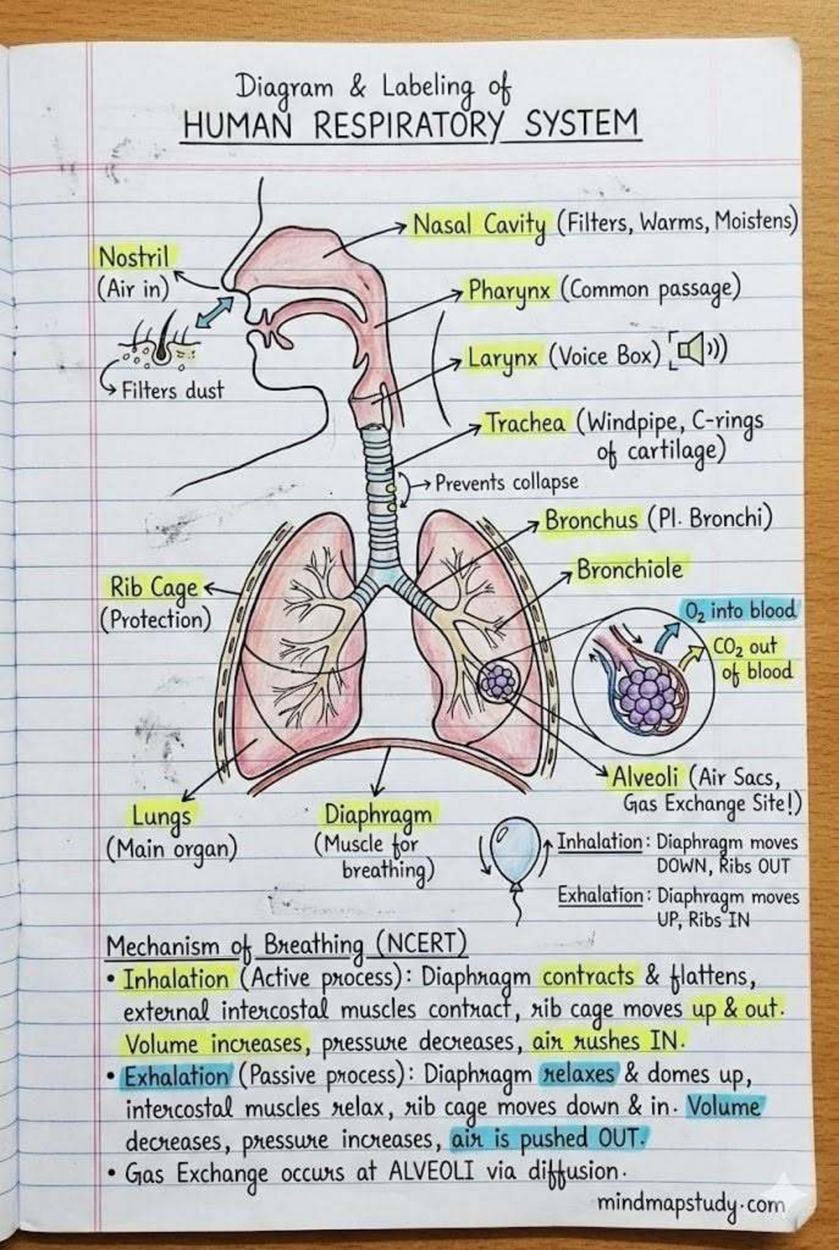 Respiratory System Overview (Document-7) - Human Anatomy Insights - Studocu