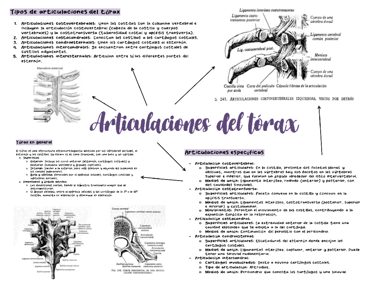 Mapa art torax - ó ó ó í í ó í í ó í é é á • ó ó ó ó ó • ó ó ó á ó ó í ...