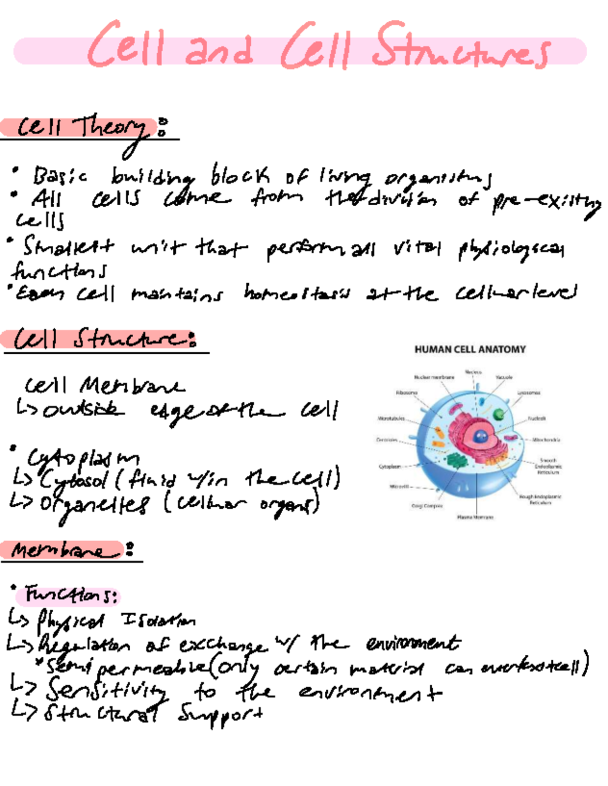 Cellular Processes: Transport Mechanisms and Neural Communication ...