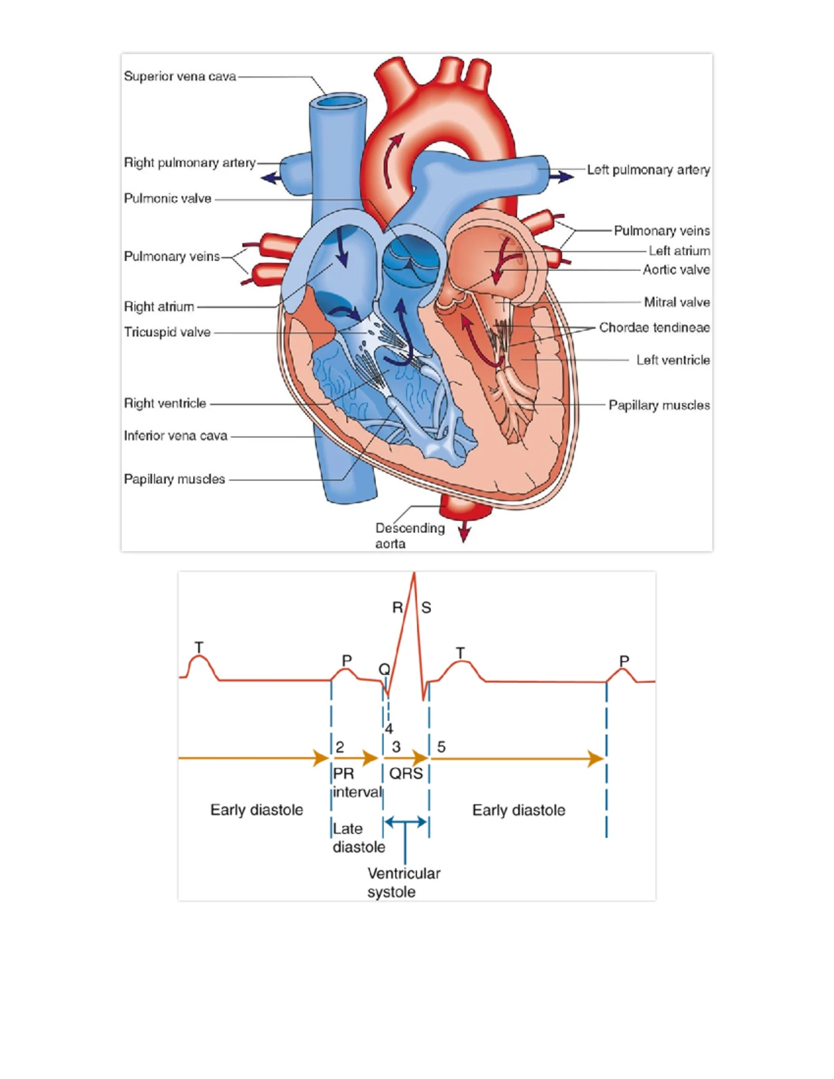 TNCC Study Guide March 2022 - Trauma Nursing Core Course - 8th Edition ...