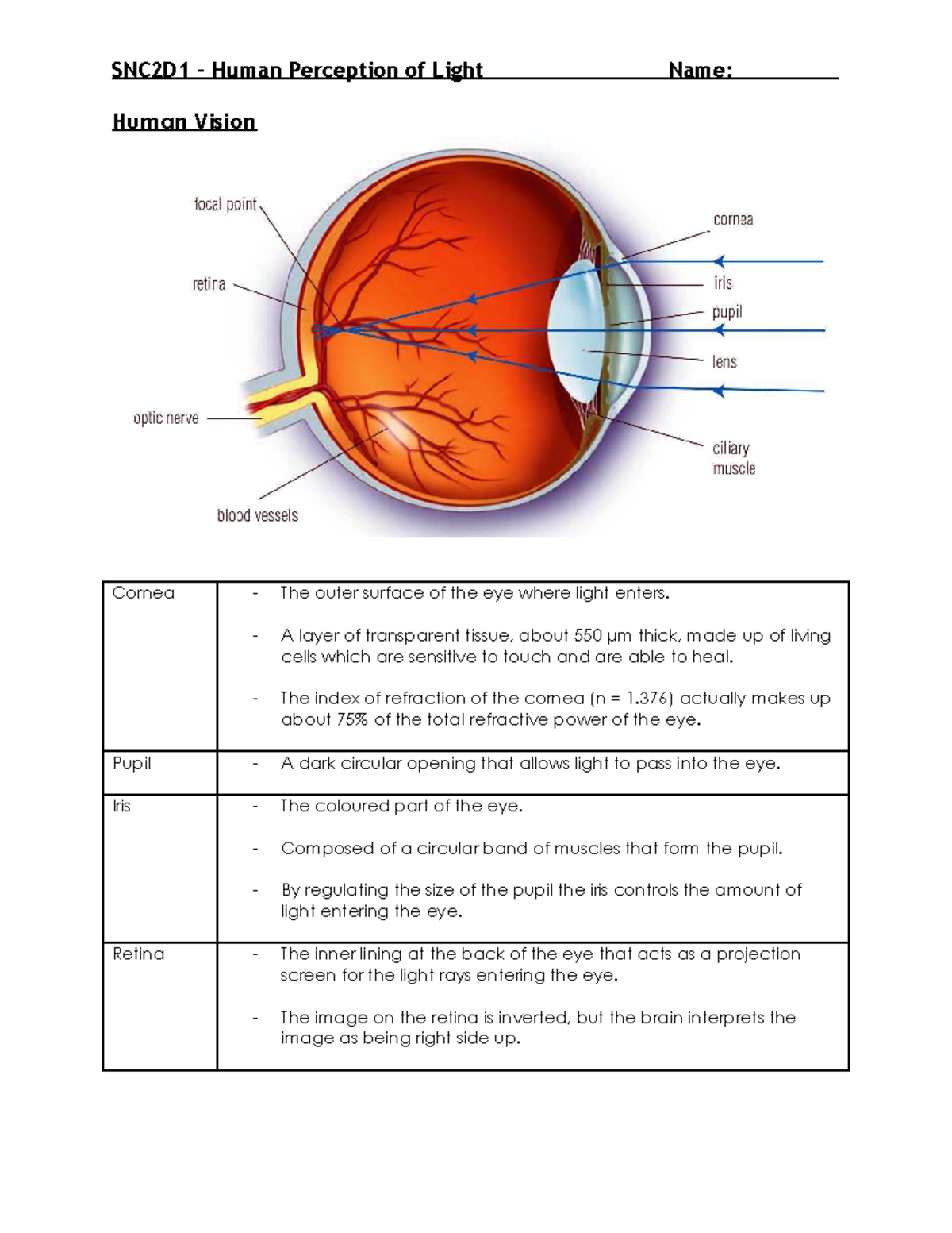SNC2D1 – Final Exam Notes on Human Perception of Light - Studocu