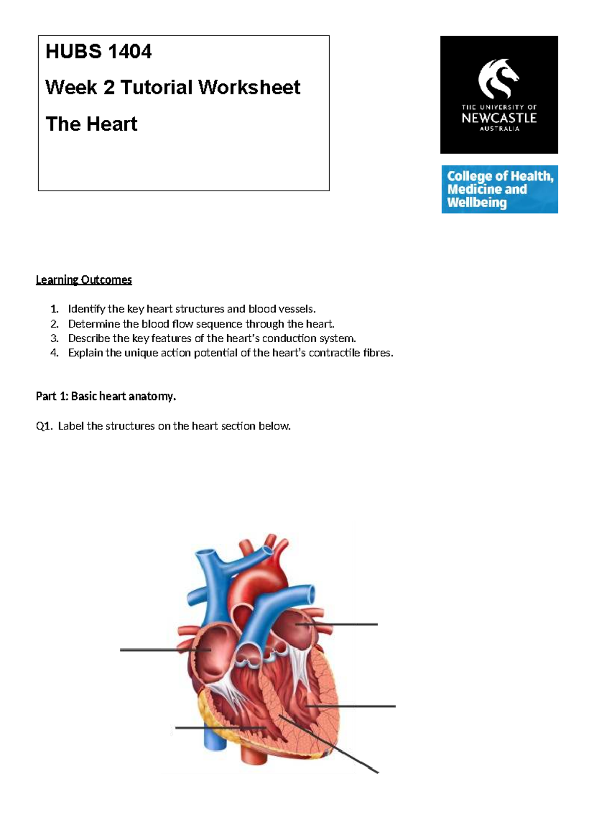 HUBS 1404 Week 2 Tutorial Worksheet: The Heart Anatomy & Function - Studocu