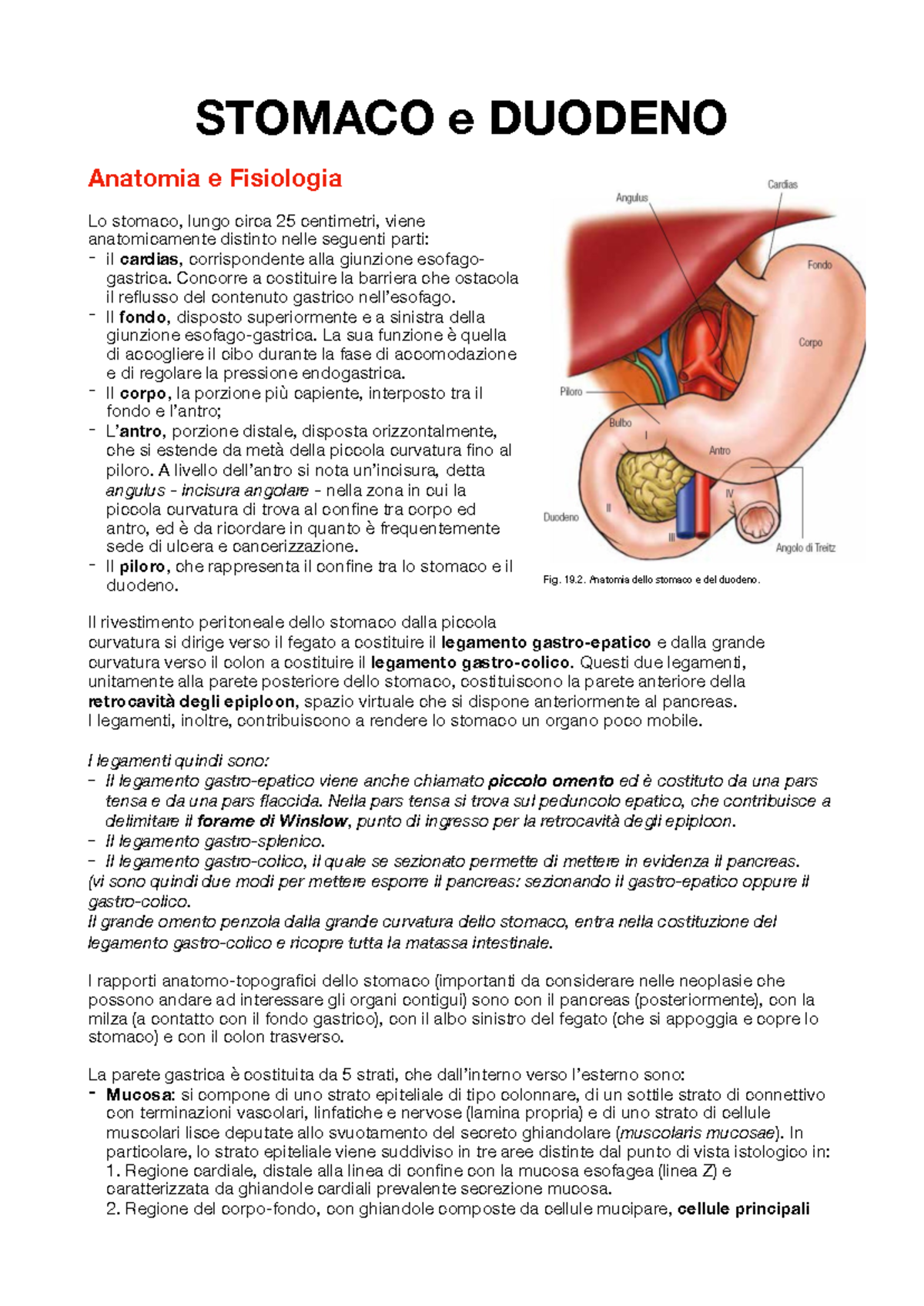 Anatomia e Fisiologia dello Stomaco e Duodeno (CORSO: STOMACO 101 ...