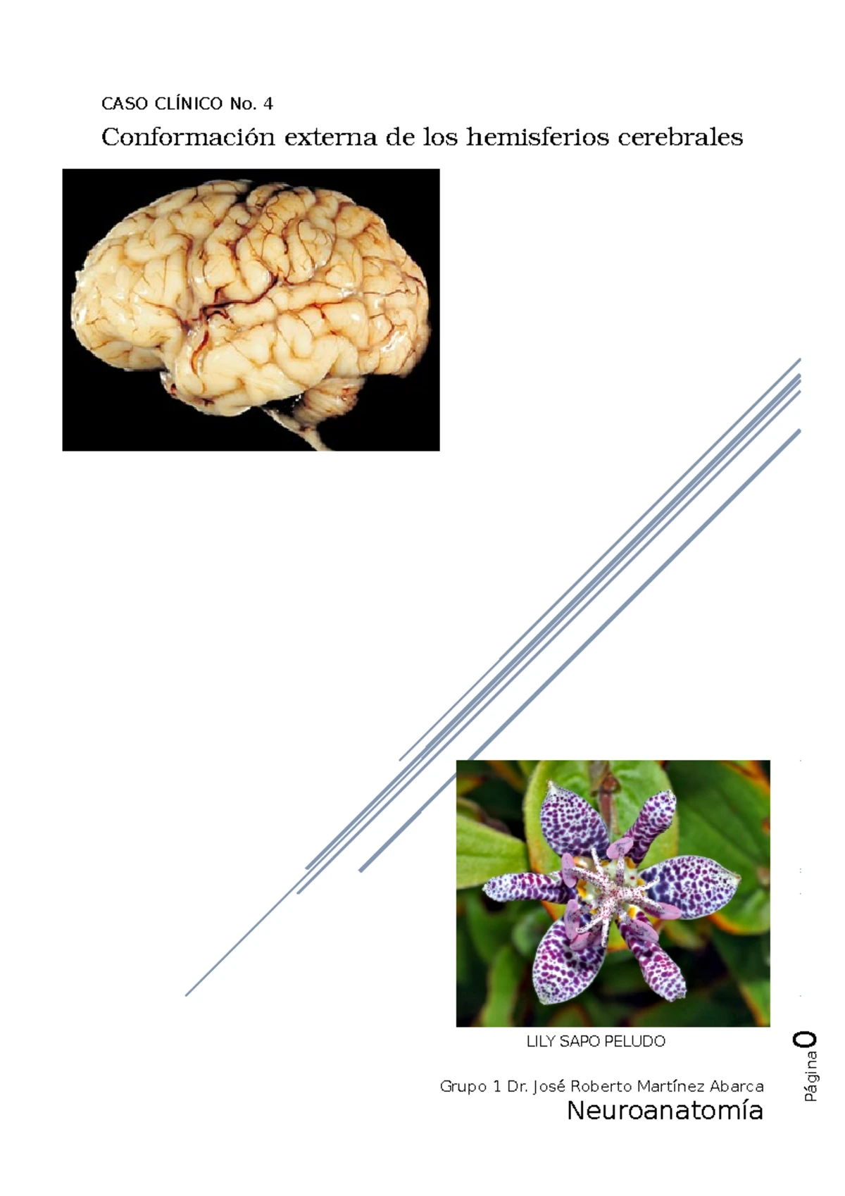 Neuronas Piramidales y Estrelladas: Morfología y Funciones - Studocu
