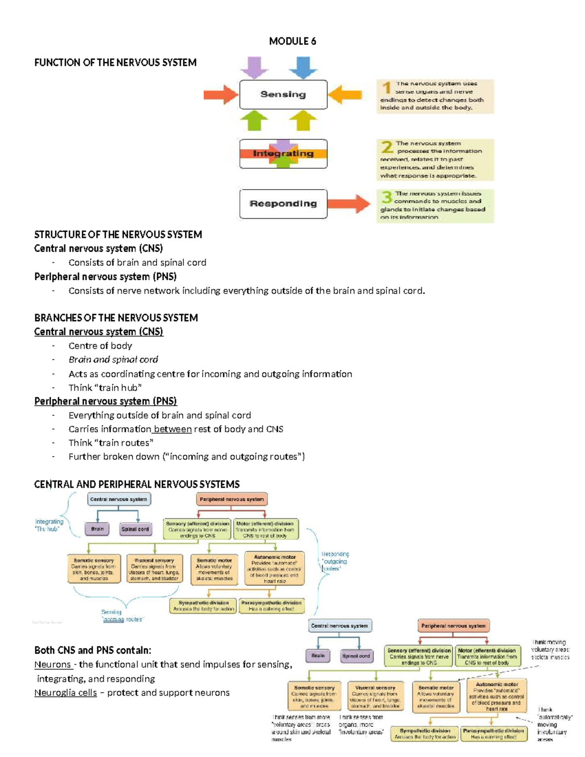 Module 6 - Anatomy & Physiology: Nervous System Functions & Structure ...