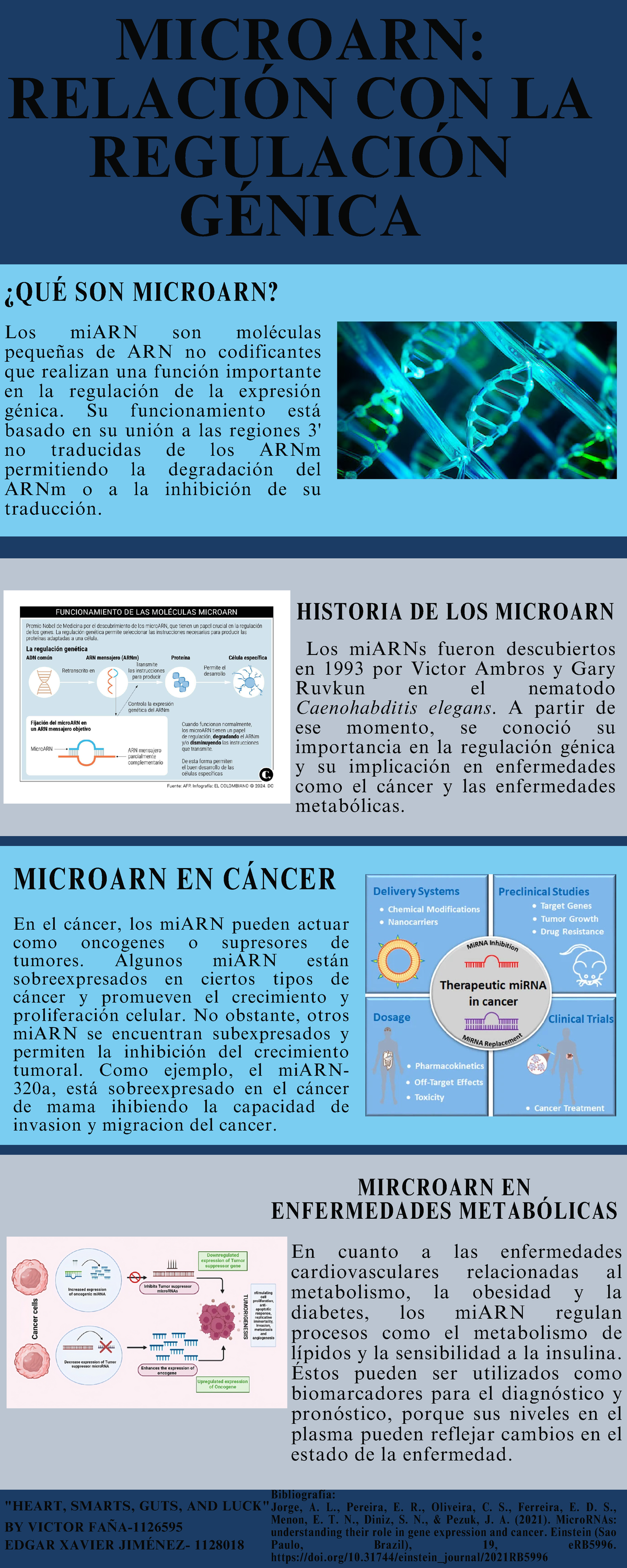 Infografía - Enzimas - MICROARN: RELACIÓN CON LA REGULACIÓN GÉNICA Los ...