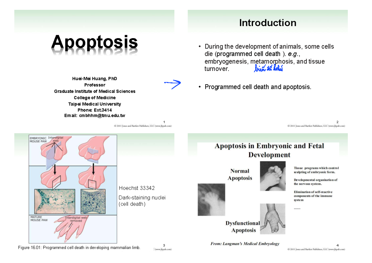 Introduction to Apoptosis: Key Concepts in Cell Biology - Studocu
