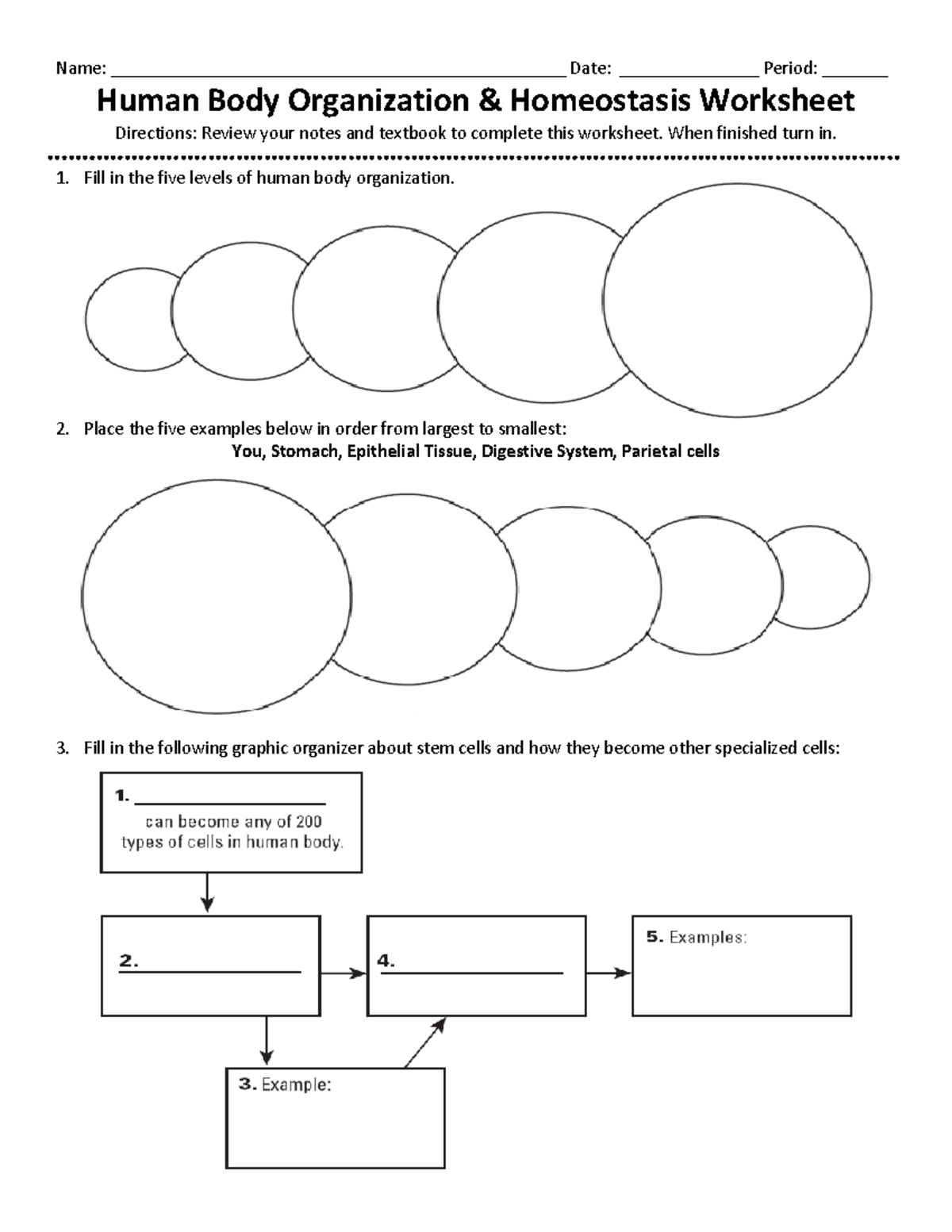 Human Body Organization & Homeostasis Worksheet - Studocu