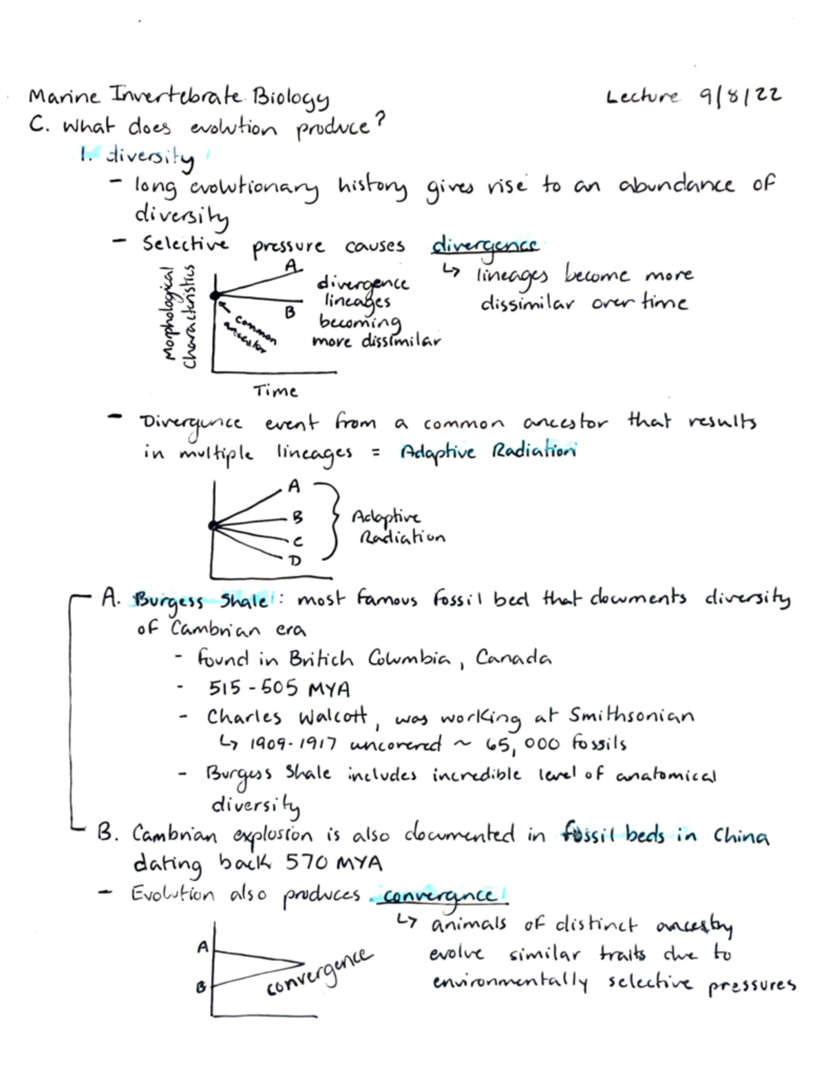 Marine Invertebrate Biology Lecture Notes (09/08/22) - Studocu