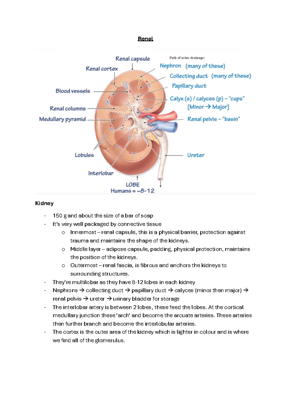 Renal Anatomy and Physiology Overview: Key Concepts and Functions - Studocu