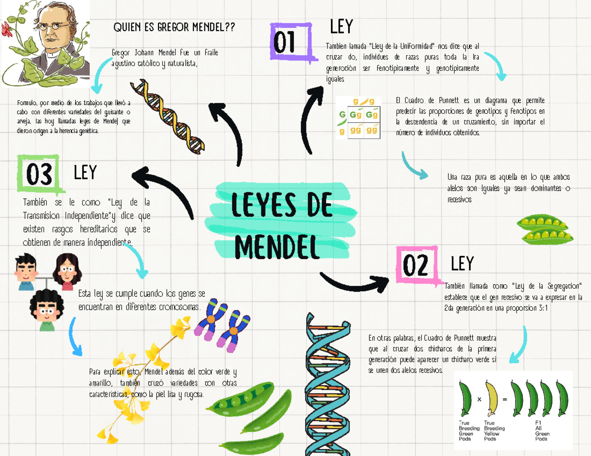 Leyes de Mendel: Fundamentos de la Herencia Genética - Studocu