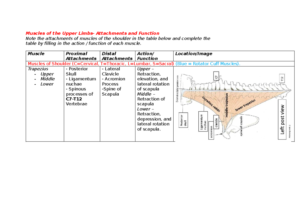 Upper Limb Muscles - Attachments & Functions Overview (BIO101) - Studocu