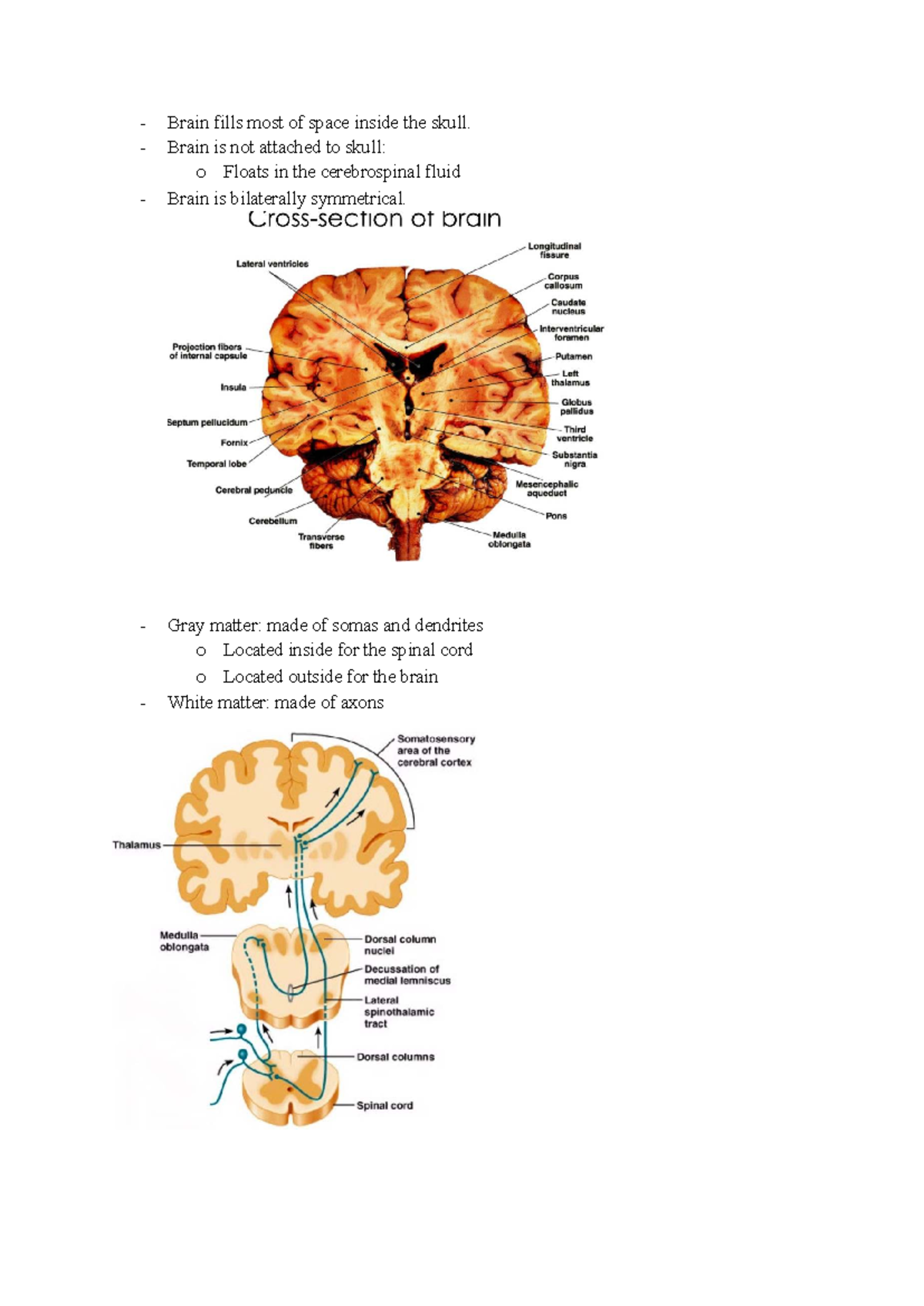 Module 1 Notes: Structure and Function of the Brain and Nervous System ...