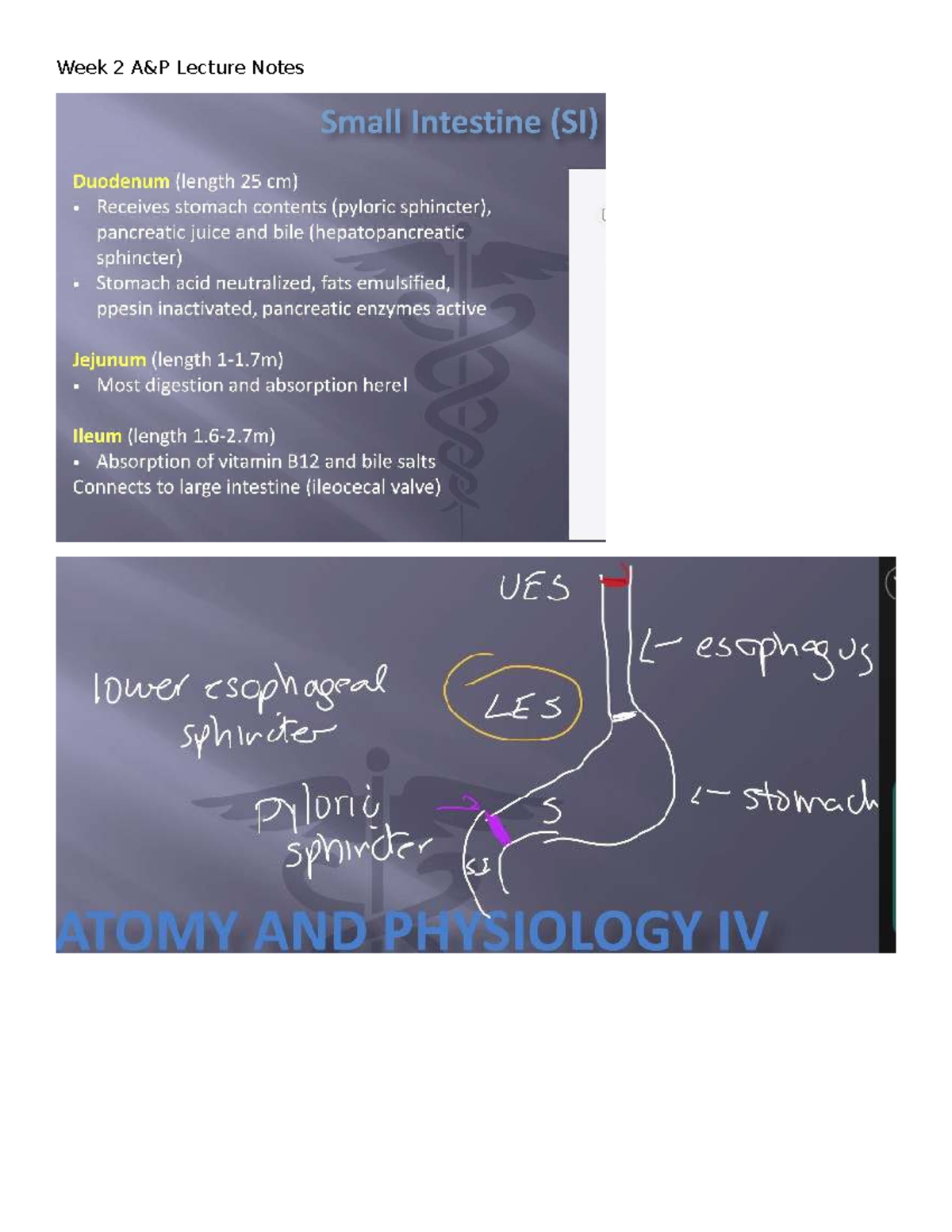 Week 2 AP Lecture Notes: Enzymatic & Mechanical Digestion Overview ...