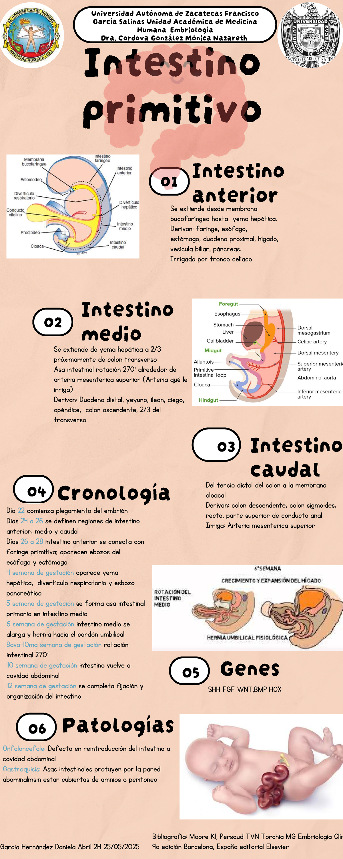 Intestino Primitivo: Embriología y Desarrollo del Sistema Digestivo ...
