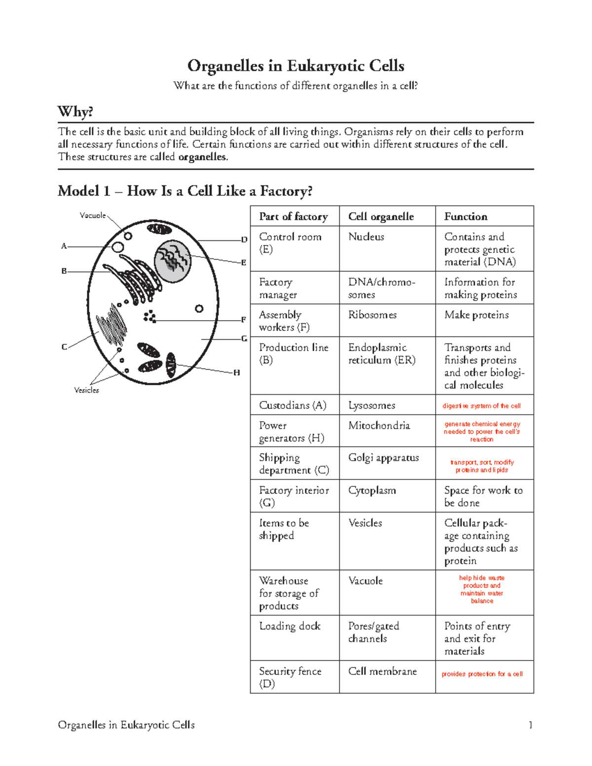Eukaryotic Cell Organelles Functions: A Study Guide for Bio 101 - Studocu