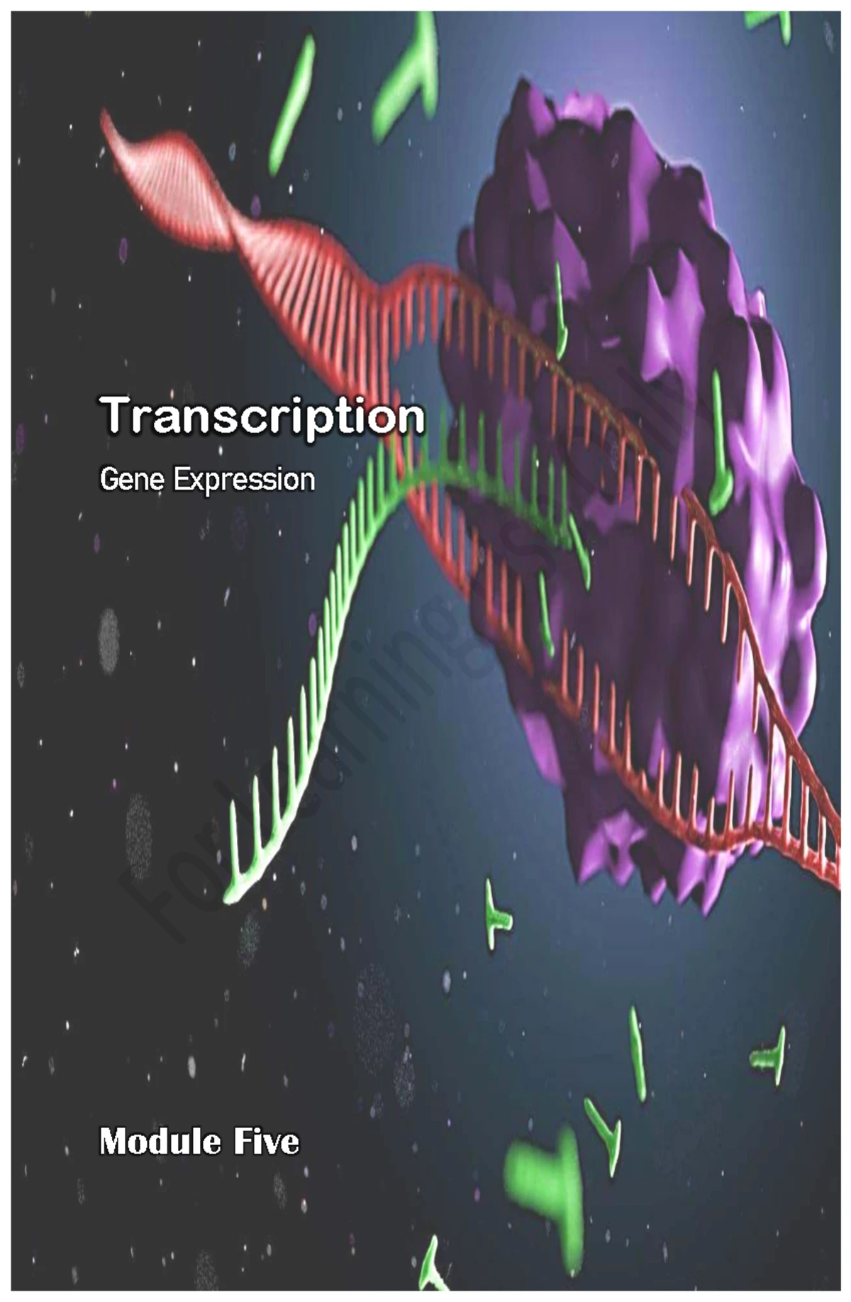Module 6: Gene Expression - Translation Overview and Key Concepts - Studocu