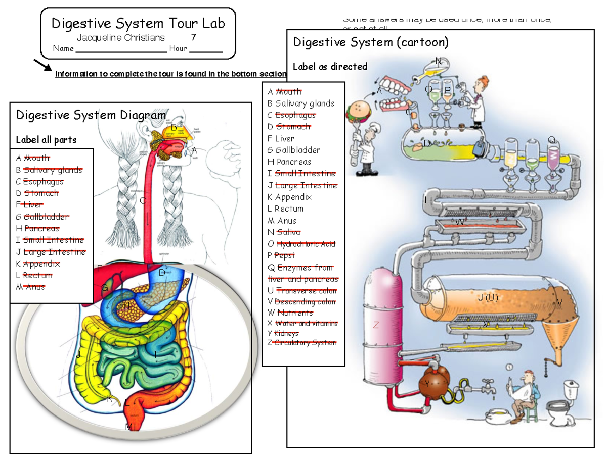 Digestive System Lab Histology Slides Of GIT System | PPTX
