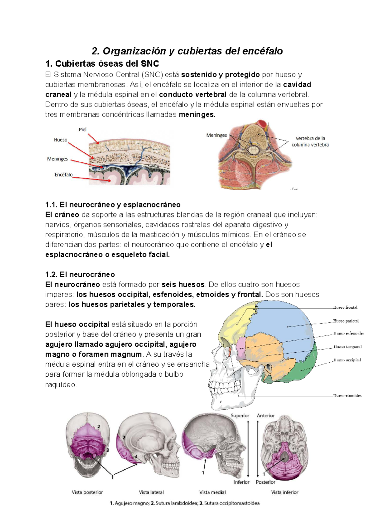 TEMA 2: Organización y Cubiertas del Encéfalo (Anatomía Humana A1 S1 ...