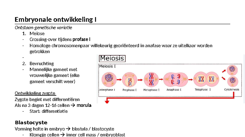 Embryonale Ontwikkeling I & II: Genetische Variatie en Gastrulatie ...