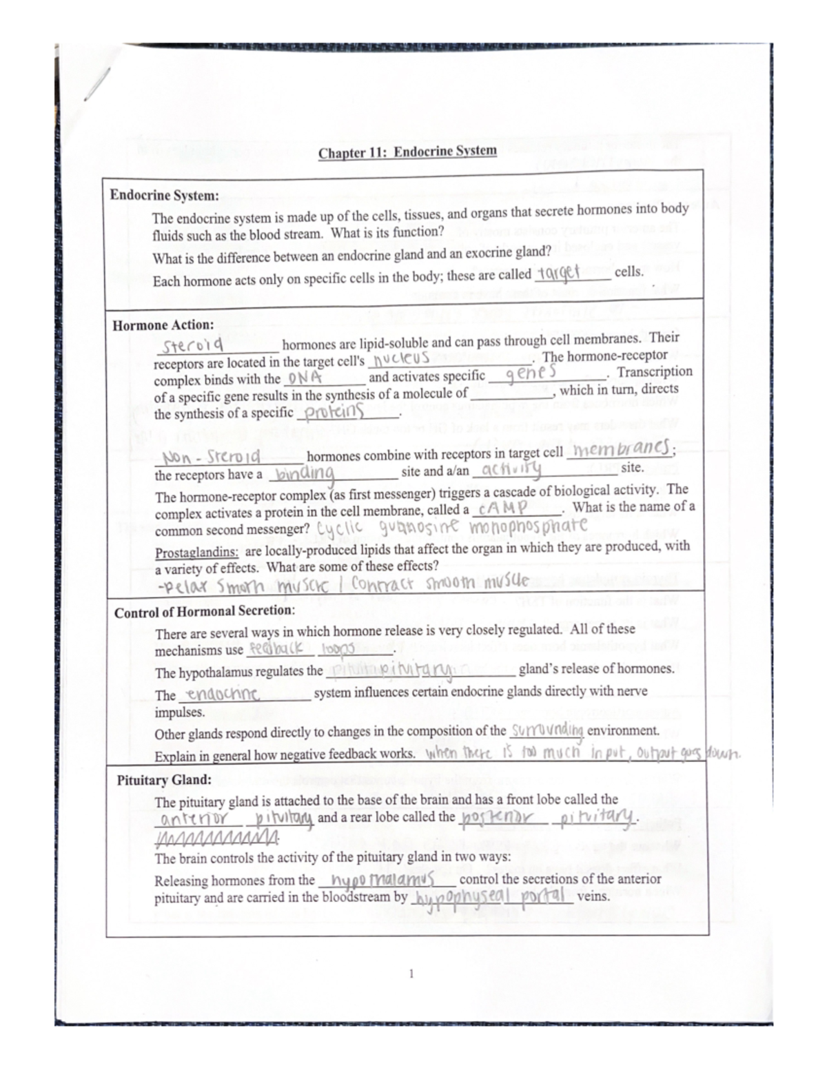Chapter 11 Endocrine System - Chapter 11: Endocrine System Endocrine ...